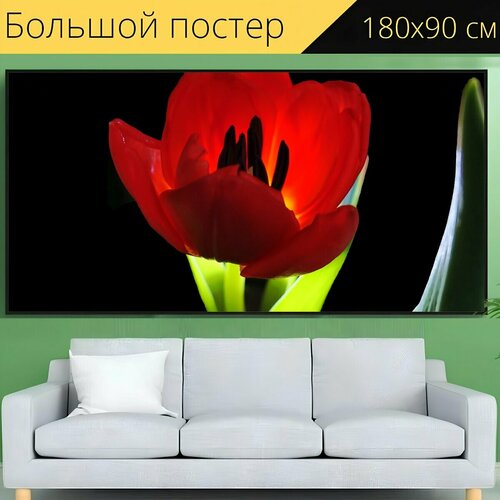 Большой постер "Тюльпан, цветок тюльпана, весна" 180 x 90 см. для интерьера