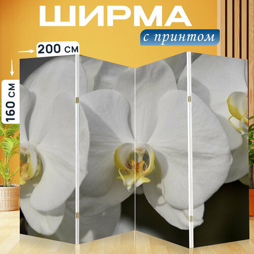 Ширма перегородка с принтом "Цветок, орхидея, белый цветок" на холсте - 200x160 см. для зонирования, раскладная
