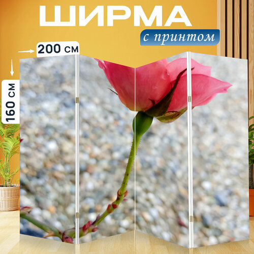 Ширма перегородка с принтом "Роза, цветок, темно розовый" на холсте - 200x160 см. для зонирования, раскладная