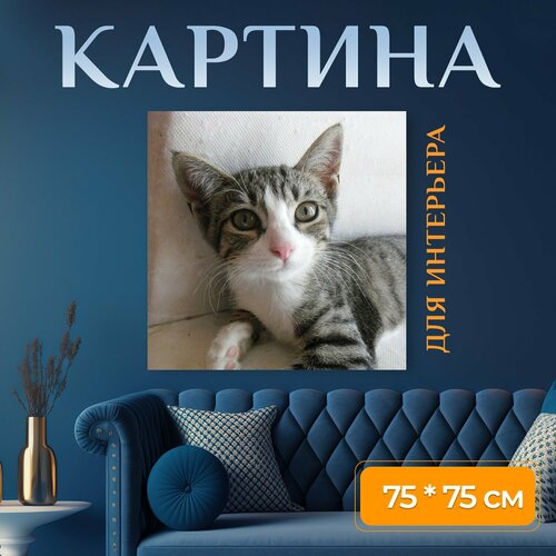 Картина на холсте "Кошка, малай, мяо" на подрамнике 75х75 см. для интерьера