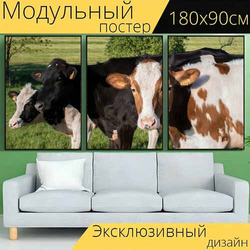 Модульный постер "Коровы, молочных коров, бычий" 180 x 90 см. для интерьера