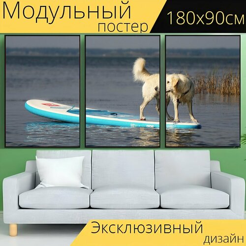 Модульный постер "Золотистый ретривер, собака, домашнее животное" 180 x 90 см. для интерьера