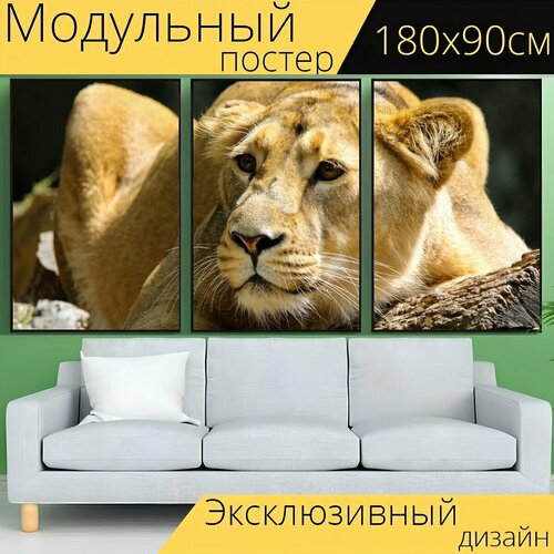 Модульный постер "Лев, львица, животное" 180 x 90 см. для интерьера