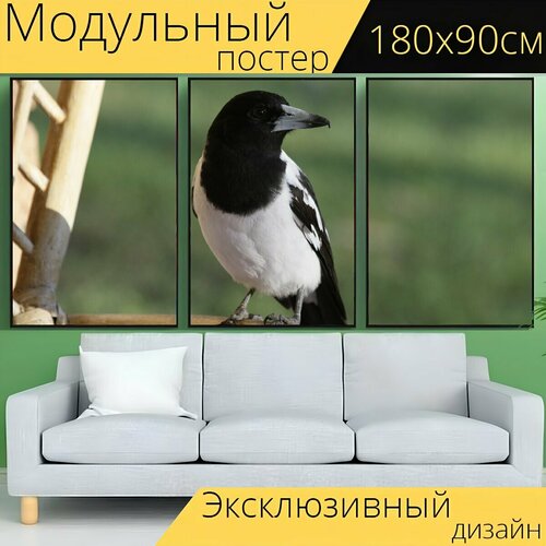 Модульный постер "Пестрый мясник, птица, птичий" 180 x 90 см. для интерьера