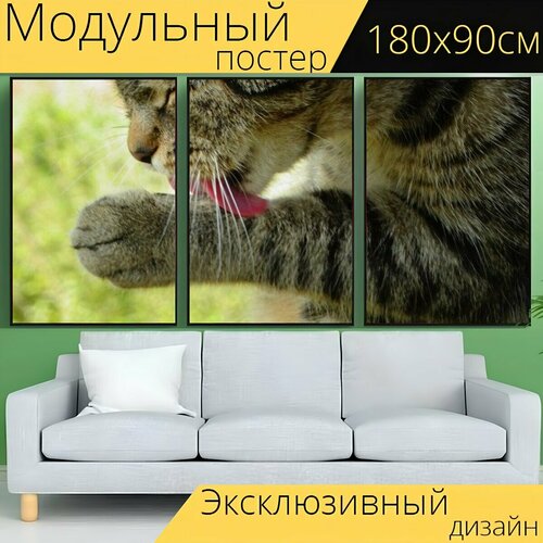 Модульный постер "Кошка, облизывание, домашний питомец" 180 x 90 см. для интерьера