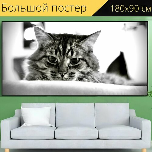 Большой постер "Кошка, котенок, полосатый" 180 x 90 см. для интерьера