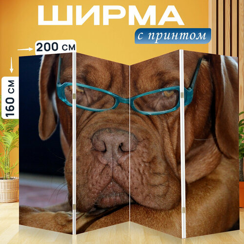 Ширма перегородка с принтом "Собака, домашний питомец, мода" на холсте - 200x160 см. для зонирования, раскладная