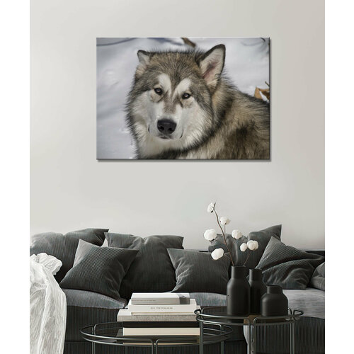 Картина - Маламут, аляскинский маламут, маламут собака, маламут порода (8) 50х70