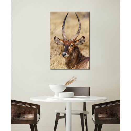 Картина - коричневая антилопа, антилопа , рога антилопы (2) 60х80