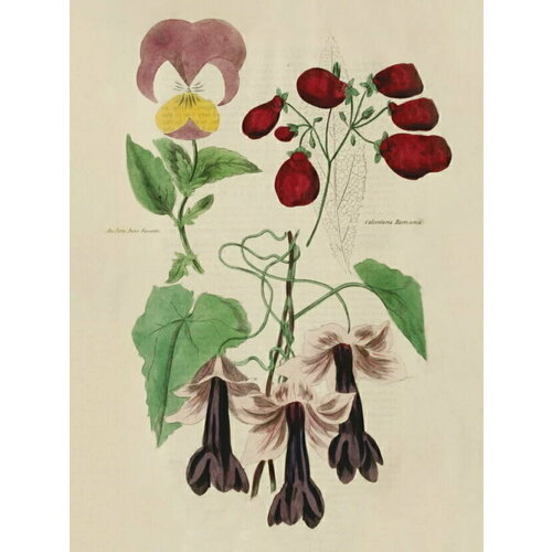 Плакат, постер на бумаге Jane Ann s Favorite, Calceolaria Harrisonia, Lophospernutm Lihodocliiton/искусство/арт/абстракция. Размер 42 х 60 см
