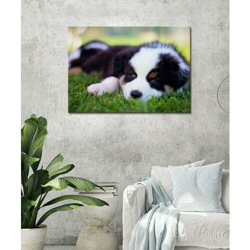Картина - Австралийская овчарка, аусси, аусси собака, овчарка аусси, аусси шерсть, аусси щенок, аусси щеночек (6) 50х70
