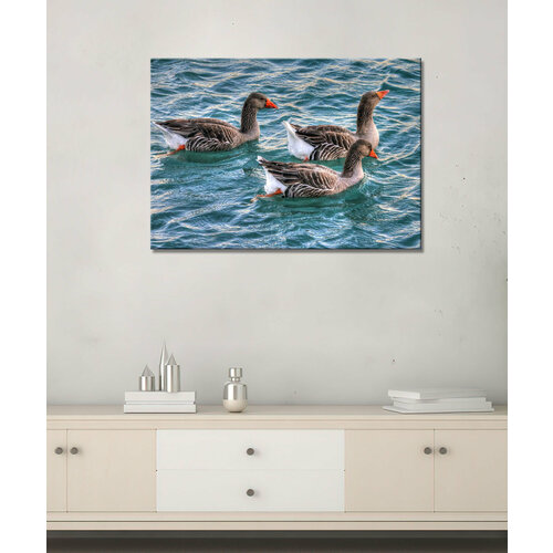 Картина - Гуси, гусь водоплавающая птица, серые гуси в воде (32) 60х80