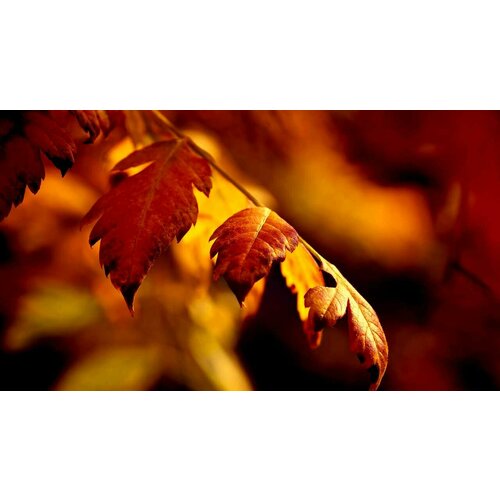 Картина на холсте 60x110 Альянс Лес "Осень веточка боке листья" на подрамнике / интерьер/ декор