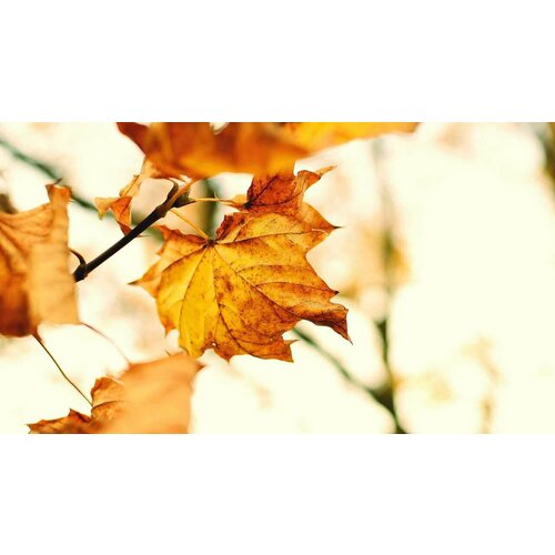 Картина на холсте 60x110 LinxOne "Листья осень природа" интерьерная для дома / на стену / на кухню / с подрамником