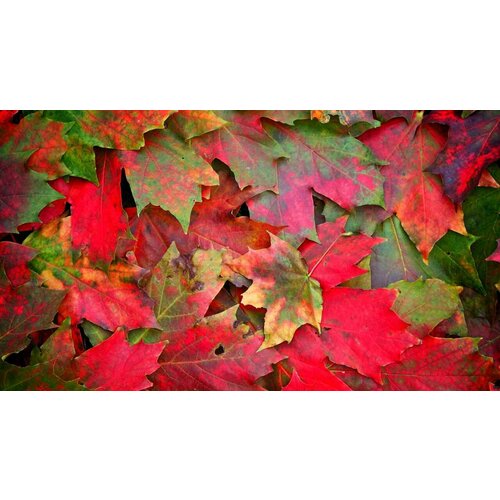 Картина на холсте 60x110 LinxOne "Листья autumn foliage macro" интерьерная для дома / на стену / на кухню / с подрамником