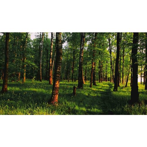 Картина на холсте 60x110 Альянс Лес "Утро лес солнечный свет пейзаж" на подрамнике / интерьер/ декор
