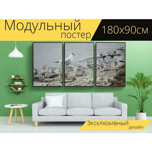 Модульный постер "Птицы, морские птицы, чайка" 180 x 90 см. для интерьера