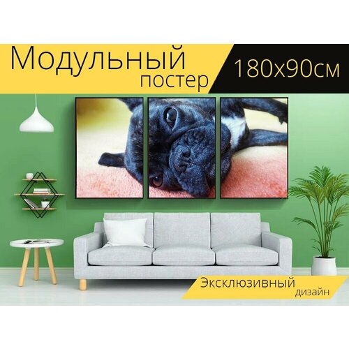 Модульный постер "Собака, французский бульдог, усталость" 180 x 90 см. для интерьера
