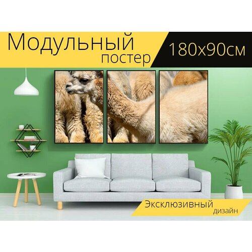 Модульный постер "Альпаки, животное, милый" 180 x 90 см. для интерьера