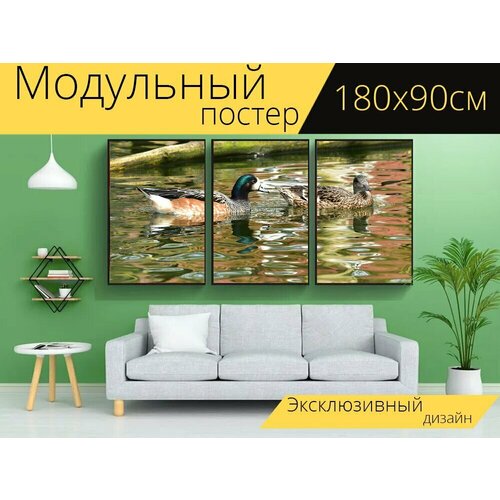 Модульный постер "Утки, пара уток, вода" 180 x 90 см. для интерьера