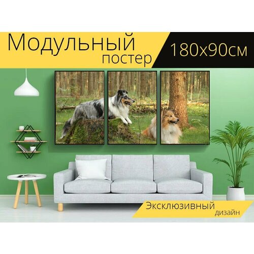 Модульный постер "Шелти, собаки, шетландские овчарка" 180 x 90 см. для интерьера