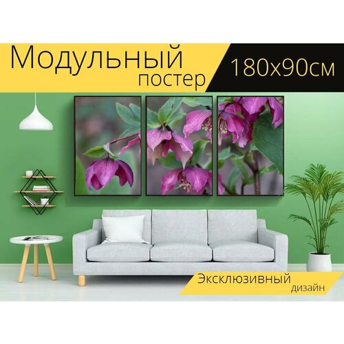 Модульный постер "Рождественская роза, морозник, helleborus нигера" 180 x 90 см. для интерьера