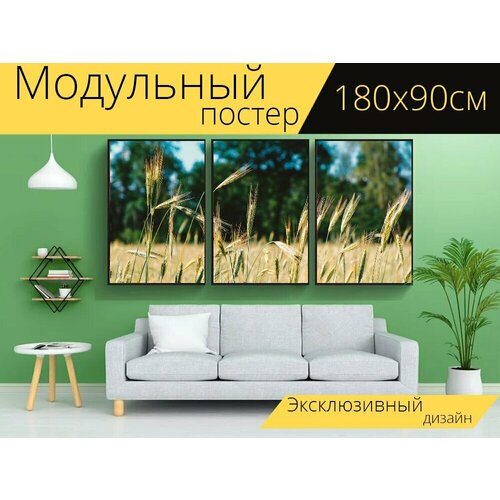 Модульный постер "Ячмень, зерно, природа" 180 x 90 см. для интерьера