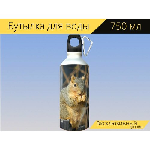 Бутылка фляга для воды "Белка, орех, принимать пищу" 750 мл. с карабином и принтом