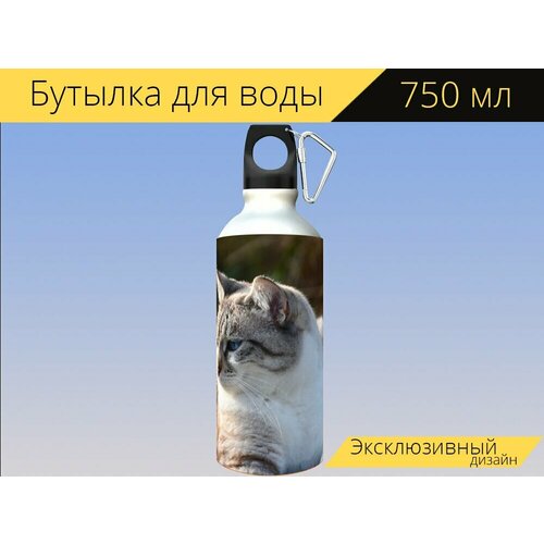 Бутылка фляга для воды "Кошка, полосатый кот, домашний питомец" 750 мл. с карабином и принтом