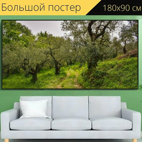 Большой постер "Оливковая роща, оливковое дерево, плантация" 180 x 90 см. для интерьера