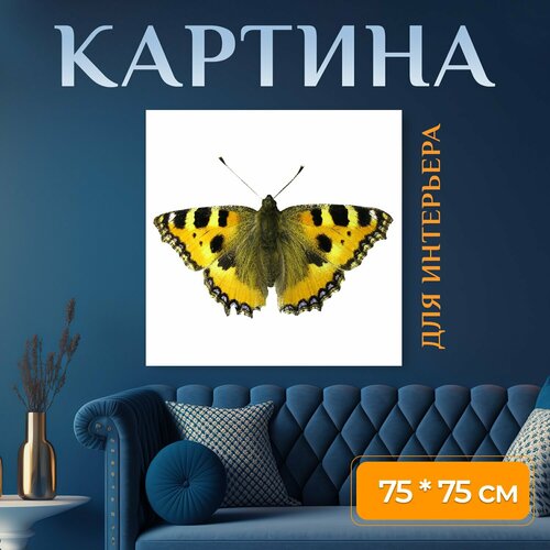 Картина на холсте "Изолированные бабочки, бабочка, бабочка изолирована" на подрамнике 75х75 см. для интерьера
