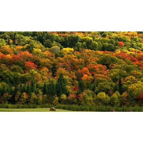 Картина на холсте 60x110 LinxOne "Лес сено поле природа осень" интерьерная для дома / на стену / на кухню / с подрамником