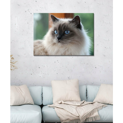 Картина - бирманская кошка, кот, белая шерсть, пушистая кошка, ласковая кошка (1) 30х40