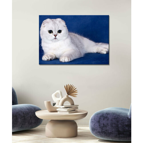Картина - кошка, шотландская вислоухая кошка, домашняя кошка, ласковая кошка, кот (246) 50х70