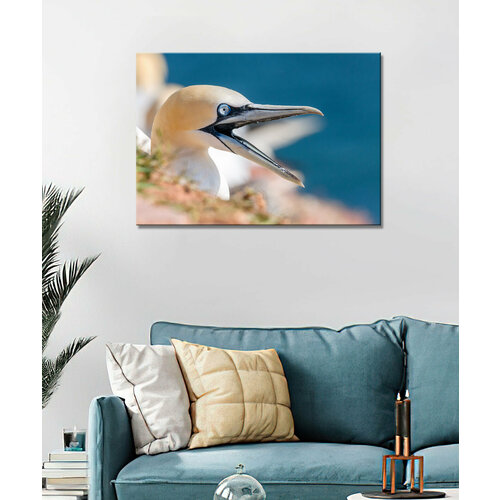 Картина - Олуша, птица олуша, олуша северная птица (17) 40х60