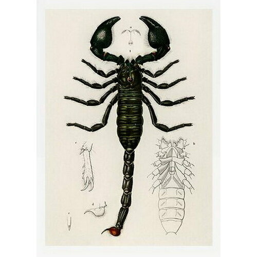 Плакат, постер на холсте скорпион heterometrus laoticus. Размер 42 х 60 см