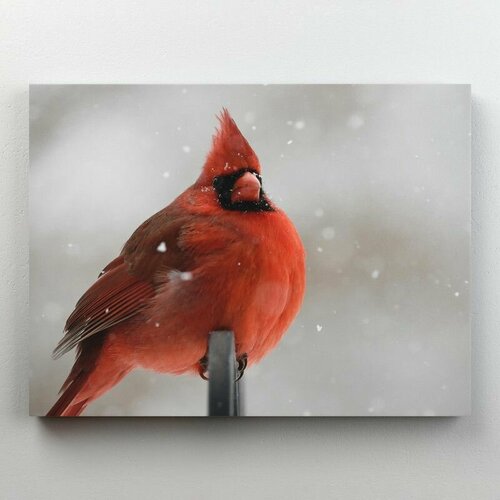 Интерьерная картина на холсте "Птица - красный кардинал" размер 40x30 см