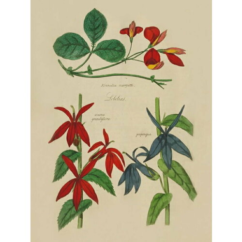 Плакат, постер на холсте Kennedia Marryath, Azurea Grandiflora, Propenqua/искусство/арт/абстракция/творчество. Размер 42 х 60 см