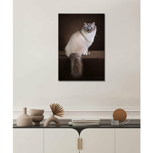 Картина - бирманская кошка, белая шерсть, пушистая кошка, ласковая кошка (30) 30х40