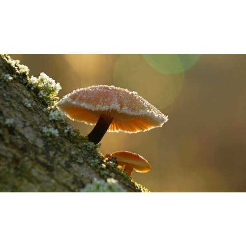 Картина на холсте 60x110 Альянс Лес "Макро грибы зимний гриб утро" на подрамнике / интерьер/ декор