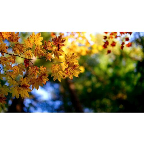 Картина на холсте 60x110 Альянс Лес "Макро природа осень листва ветки" на подрамнике / интерьер/ декор