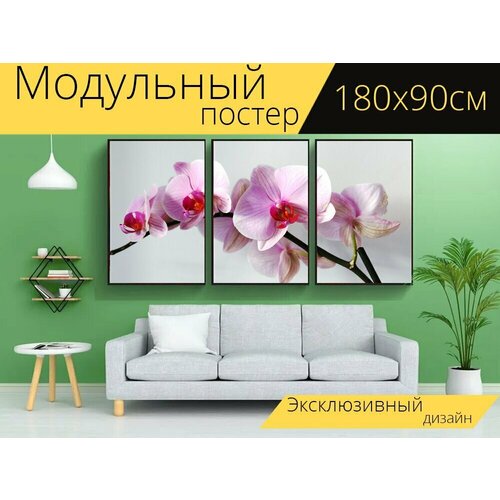 Модульный постер "Цветок, орхидея, роза" 180 x 90 см. для интерьера