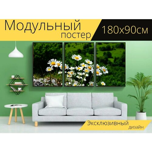 Модульный постер "Грубый луговой маргарит, ромашки, цветок" 180 x 90 см. для интерьера