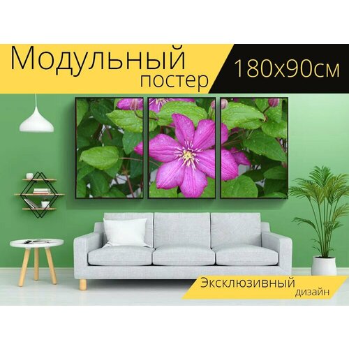 Модульный постер "Клематис, цветы, мокрый" 180 x 90 см. для интерьера