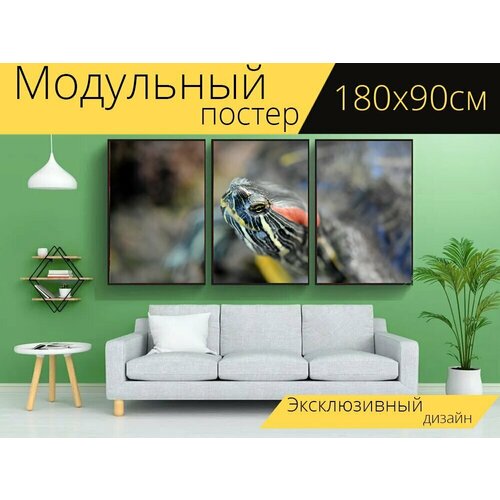Модульный постер "Черепаха, воды черепаха, рептилия" 180 x 90 см. для интерьера