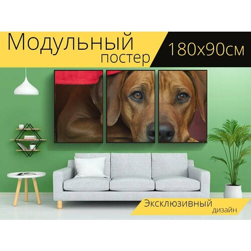 Модульный постер "Родезийский риджбек, собака, породы собак" 180 x 90 см. для интерьера