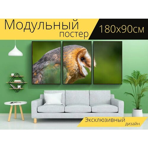 Модульный постер "Сипуха, сова, профиль" 180 x 90 см. для интерьера