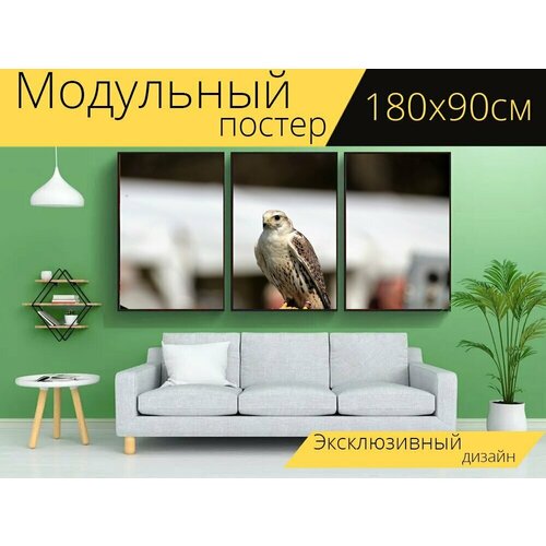 Модульный постер "Балобан, птица, сокол" 180 x 90 см. для интерьера