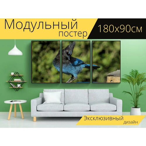 Модульный постер "Сойка стеллера, птица, сойка" 180 x 90 см. для интерьера