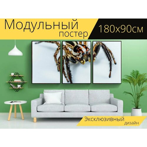 Модульный постер "Пауки, небольшой паук, паук" 180 x 90 см. для интерьера